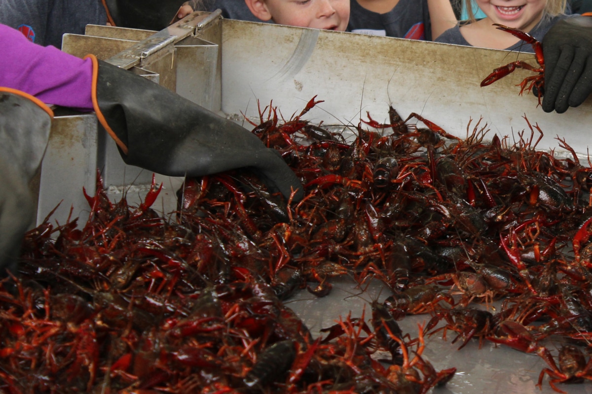 Crawfish Farm Tours | Jeff Davis Parish