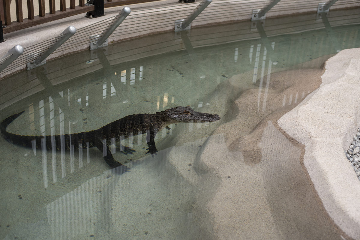 Hold A Gator | The Gator Chateau